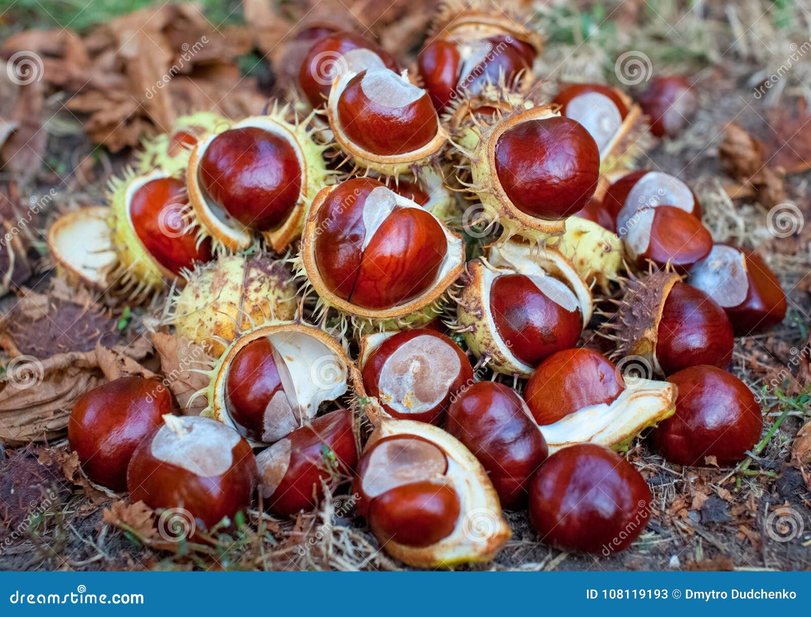 Fallen from the Trees and Peeled Chestnuts in the Shell Lying on the ...