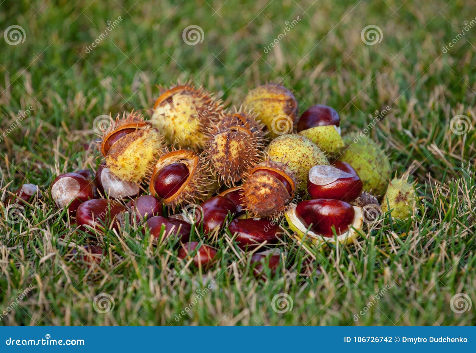 Fallen from the Trees and Peeled Chestnuts in the Shell Lying on the ...