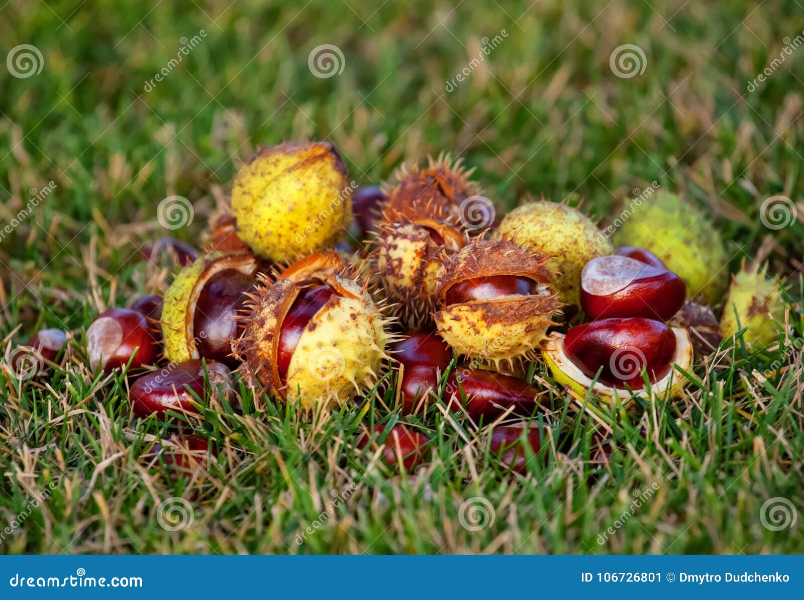 Fallen from the Trees and Peeled Chestnuts in the Shell Lying on the ...