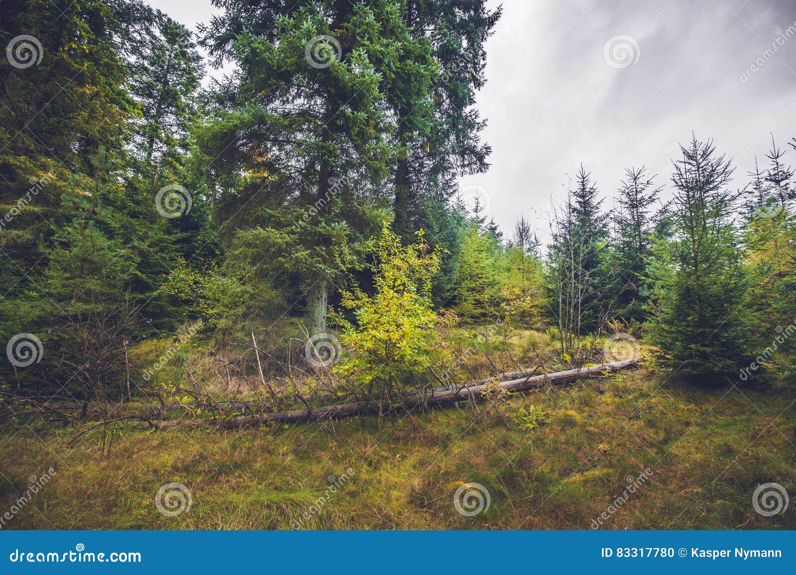 Fallen Trees in a Pine Forest Stock Photo - Image of forest, fall: 83317780