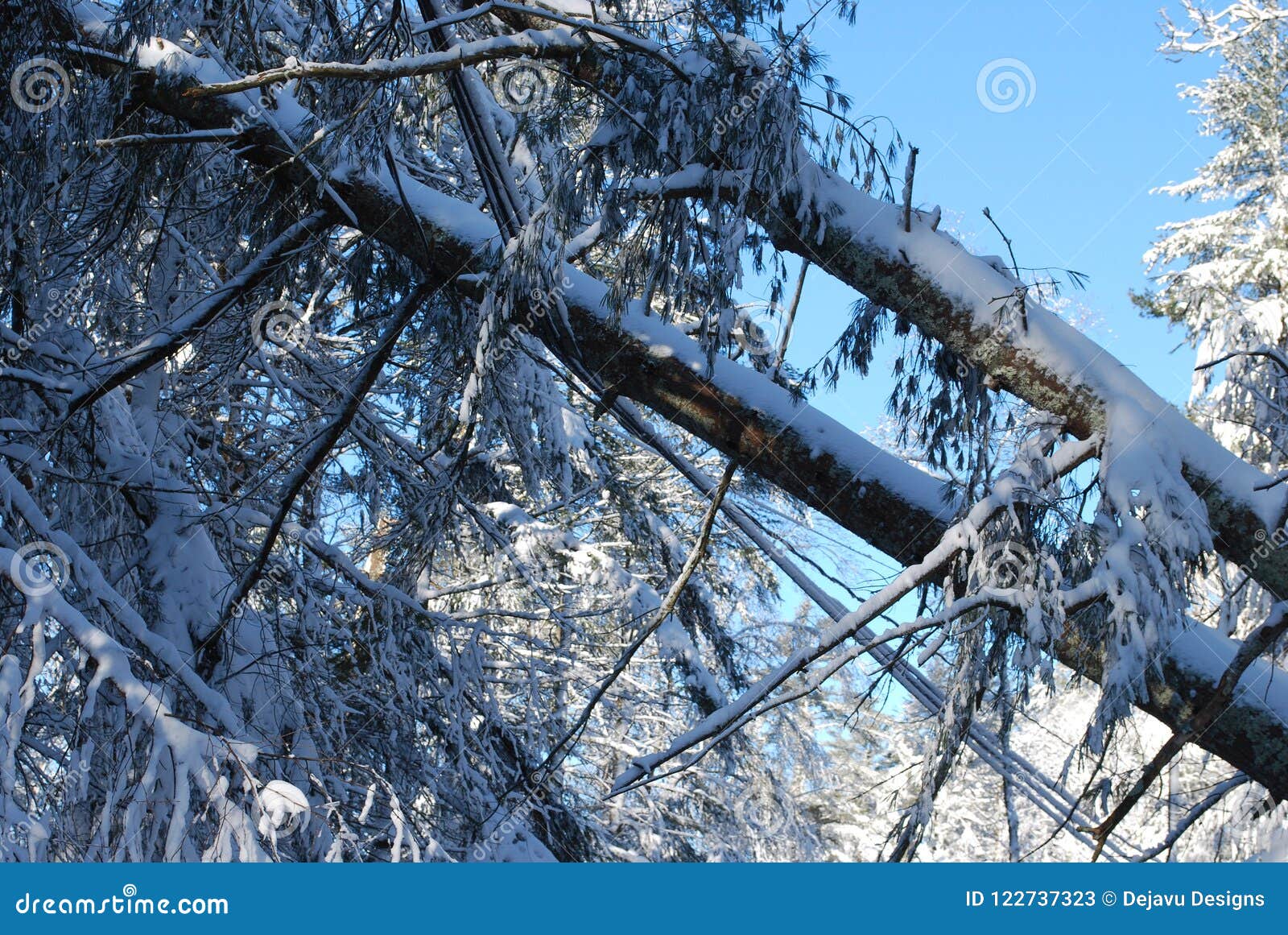 Close Up on Fallen Trees that are on Electrical Wires Stock Image ...