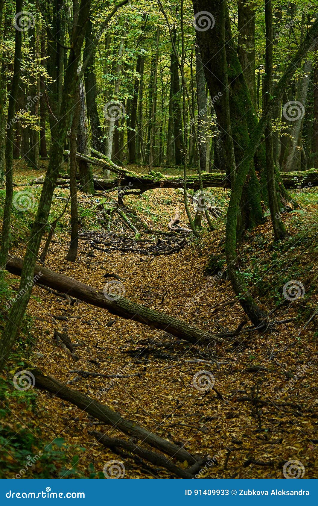 Fallen Trees in a Ravine in an Autumn Forest Stock Image - Image of ...