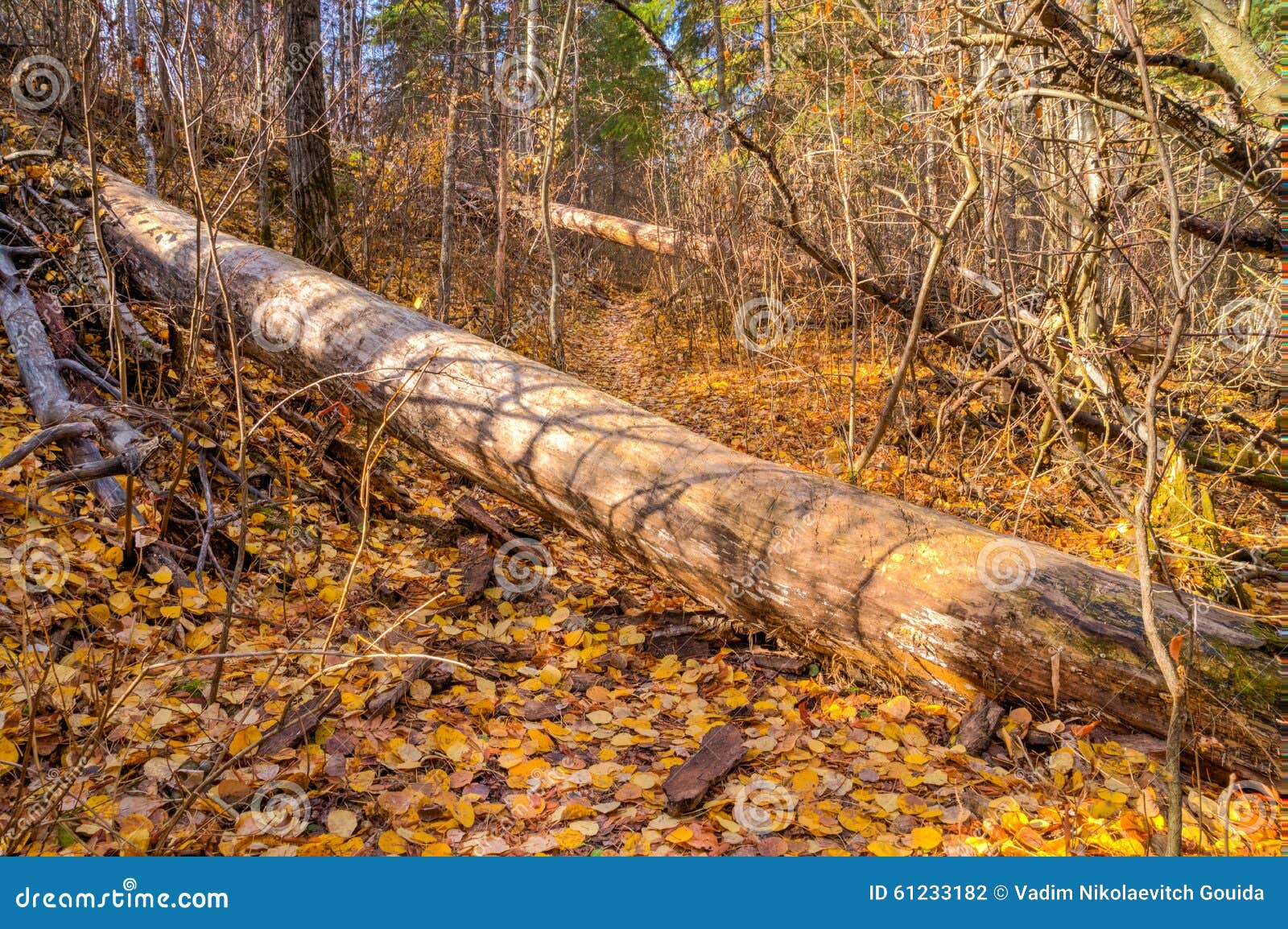 Fallen Trees in Ravine Blocking Waking Path Stock Photo - Image of fall ...