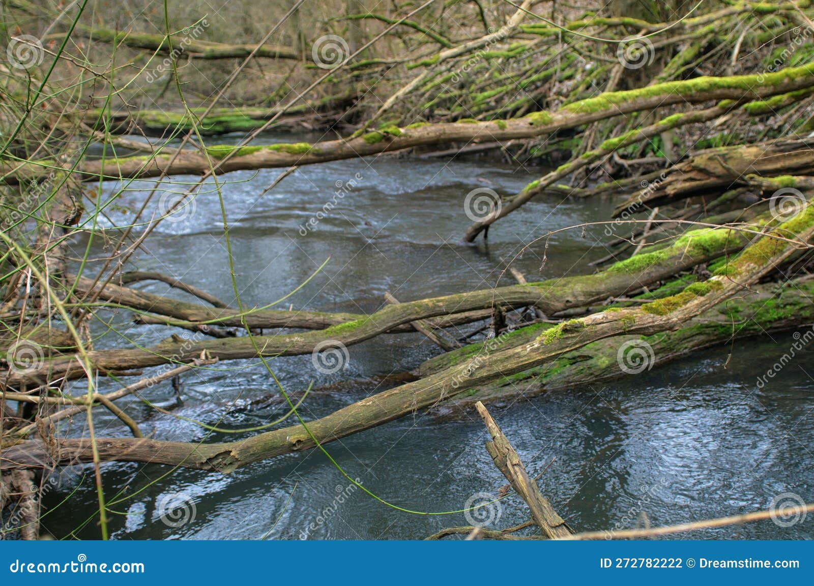 Fallen trees in the river. stock photo. Image of jungle - 272782222