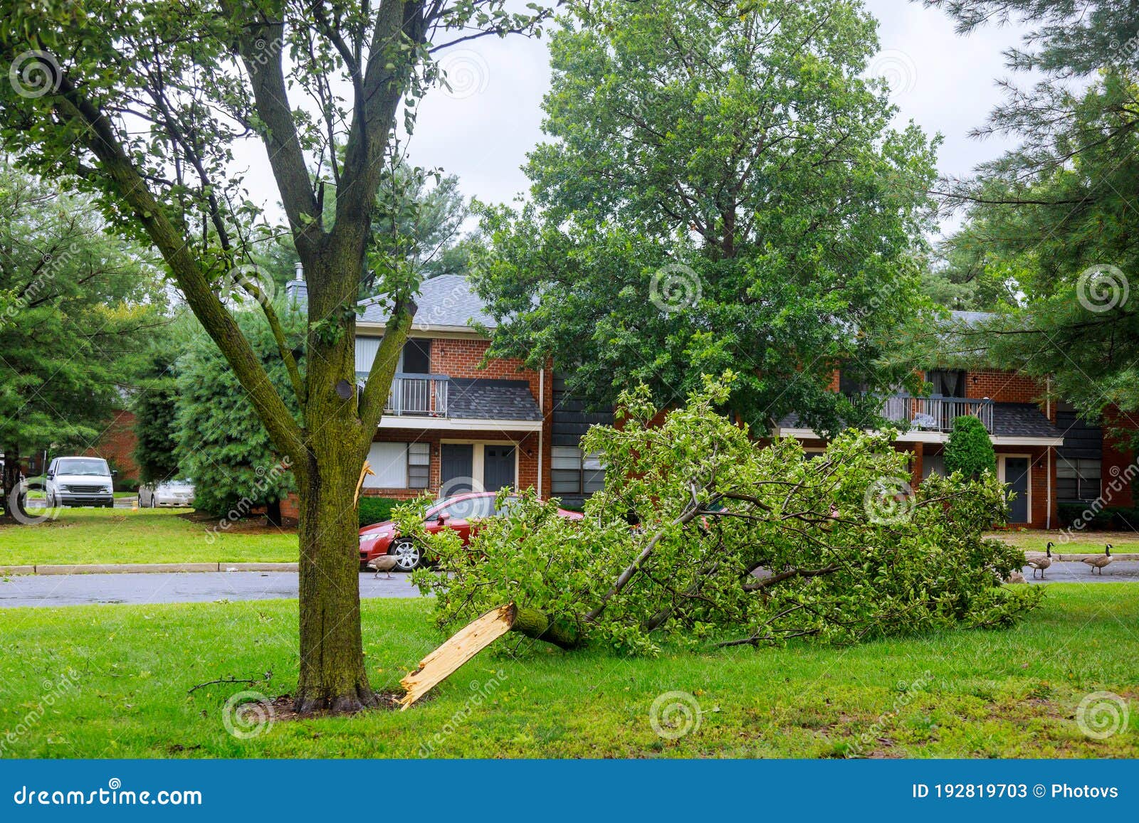 The Fallen Trees in the after a Storm Damage Stock Image - Image of ...