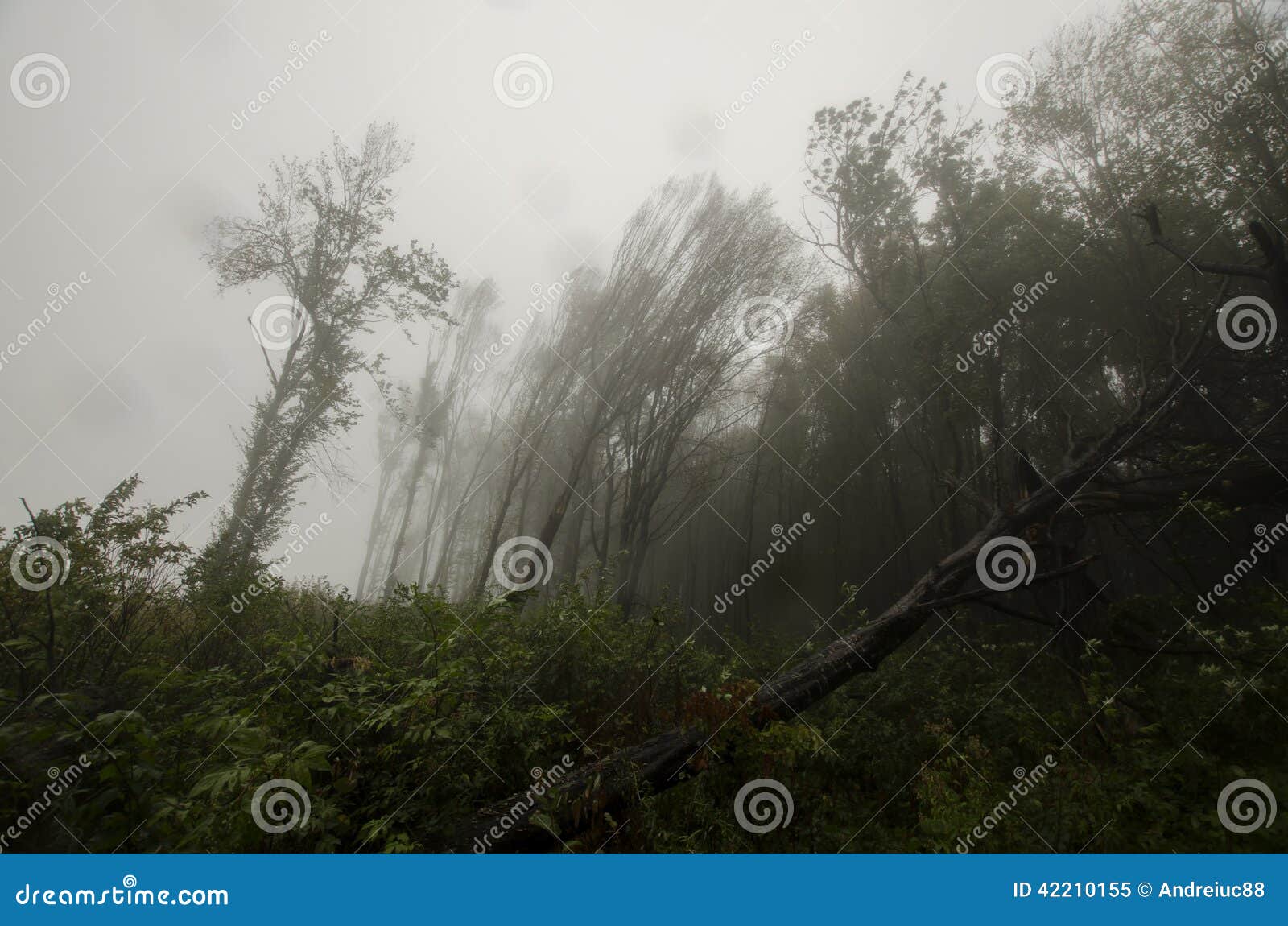 Fallen Trees after Storm in Forest with Fog Stock Image - Image of ...
