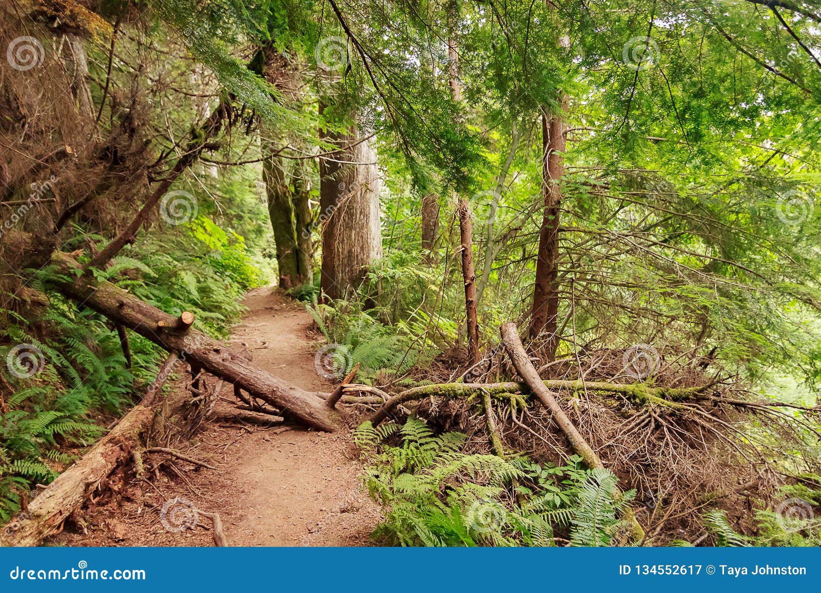 Fallen Trees Stretch Over Path in August Forest Stock Image - Image of ...