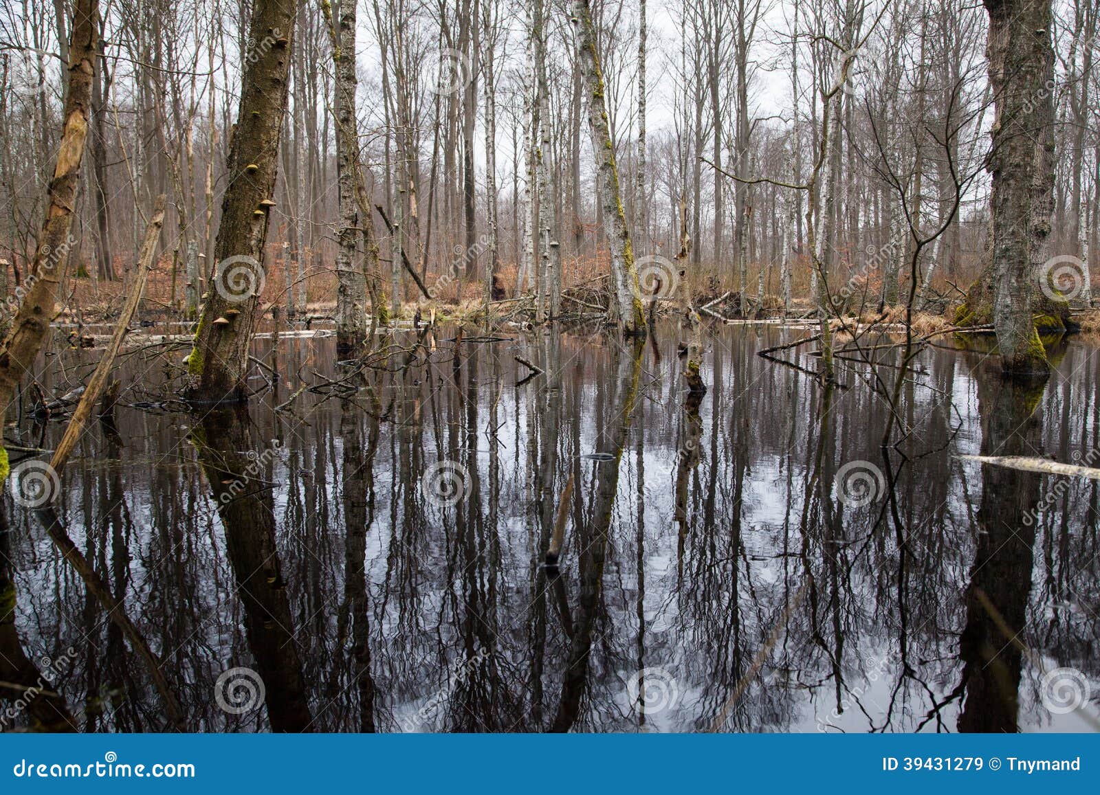 Fallen Trees in Swamp stock image. Image of cypress, mystery - 39431279