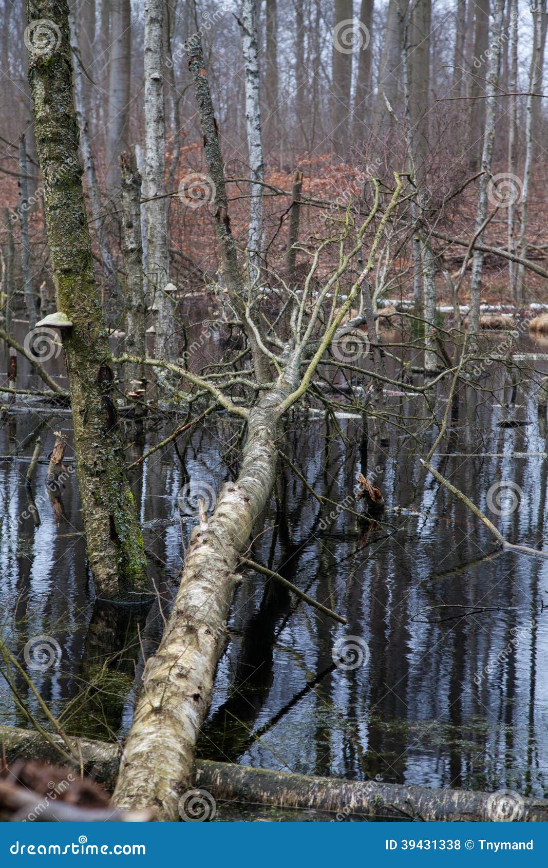 Fallen Trees in Swamp stock photo. Image of foliage, green - 39431338