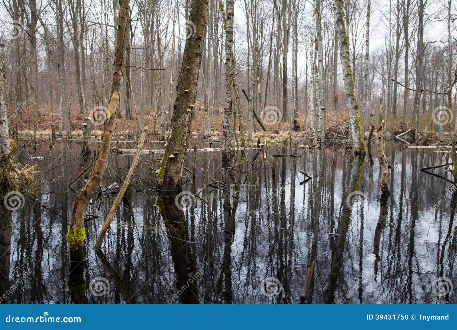 Fallen Trees in Swamp stock photo. Image of environment - 39431750