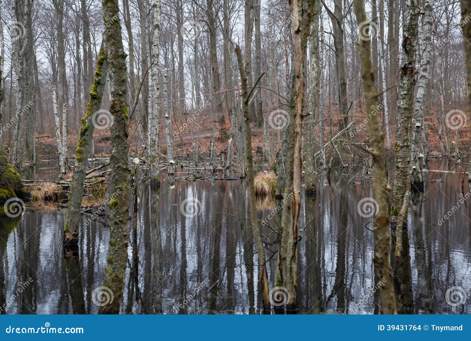Fallen Trees in Swamp stock photo. Image of green, horror - 39431764