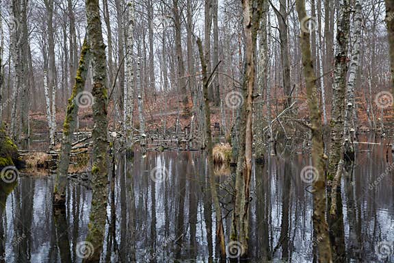 Fallen Trees in Swamp stock photo. Image of green, horror - 39431764