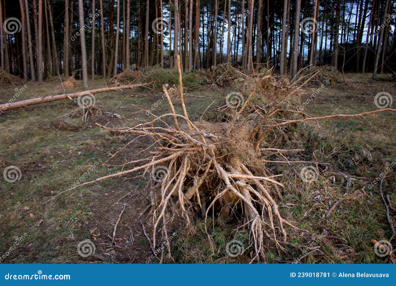 Fallen Trees and Twisted Roots after a Storm. Stock Image - Image of ...