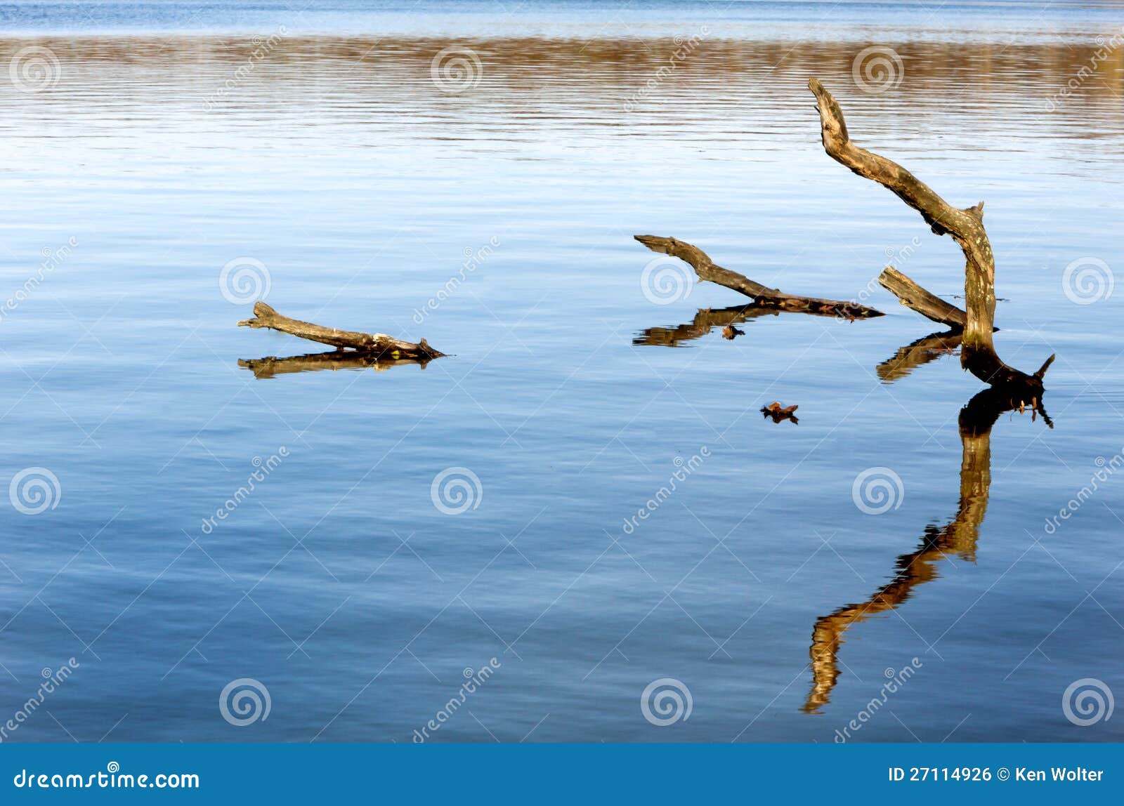 Fallen Trees in Water stock photo. Image of wood, tree - 27114926