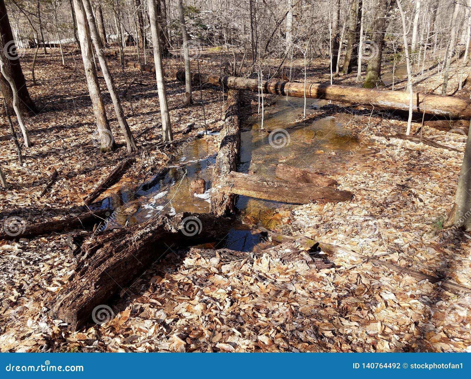 Fallen Trees and Water or Flood in Forest or Woods with Leaves Stock ...