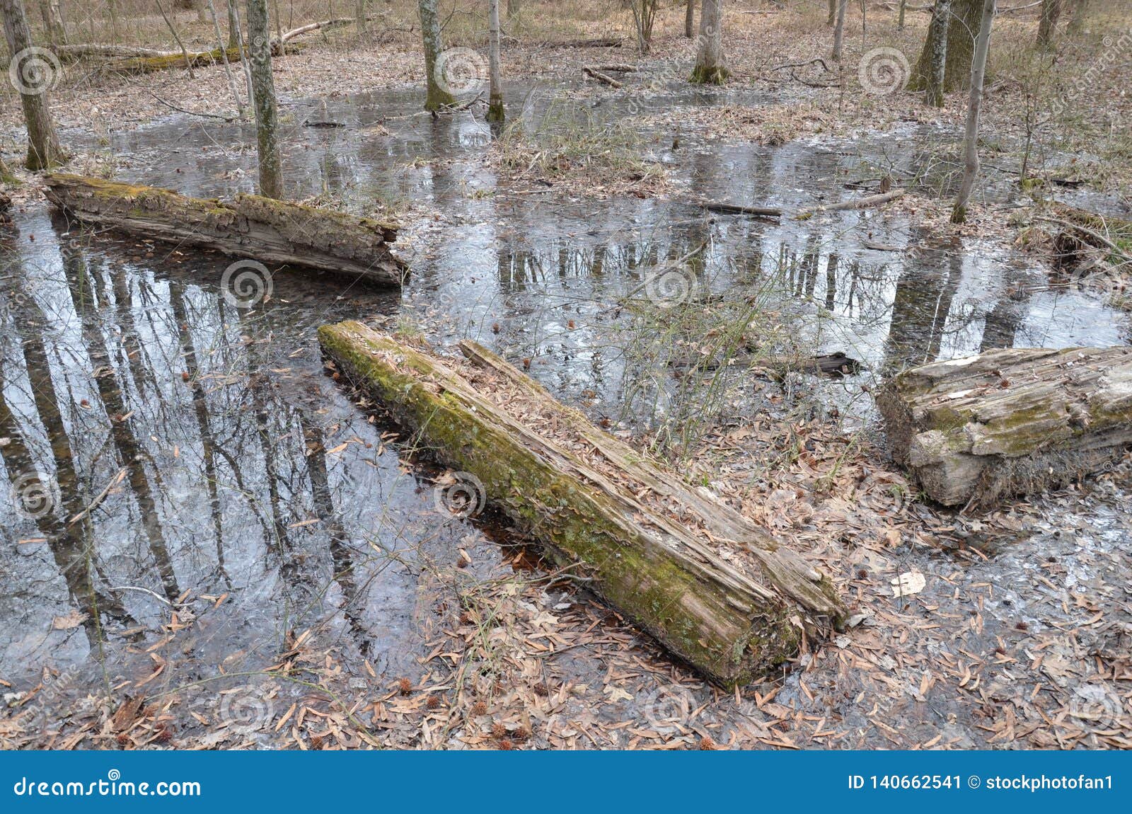 Fallen Trees in the Water with Leaves in the Forest Stock Image - Image ...