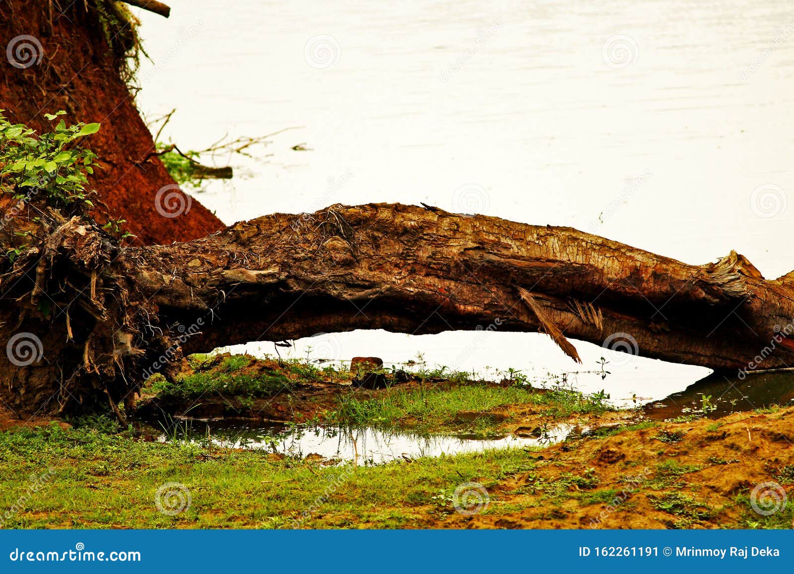 A Fallen Trees in Water with Small Plants Near the Coast Stock Image ...