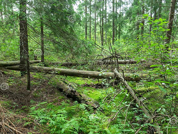 Fallen Trees in the Wild Forest. General Plan Stock Photo - Image of ...