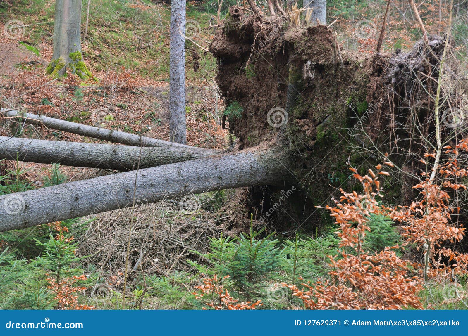 Fallen trees in the woods stock image. Image of summer - 127629371