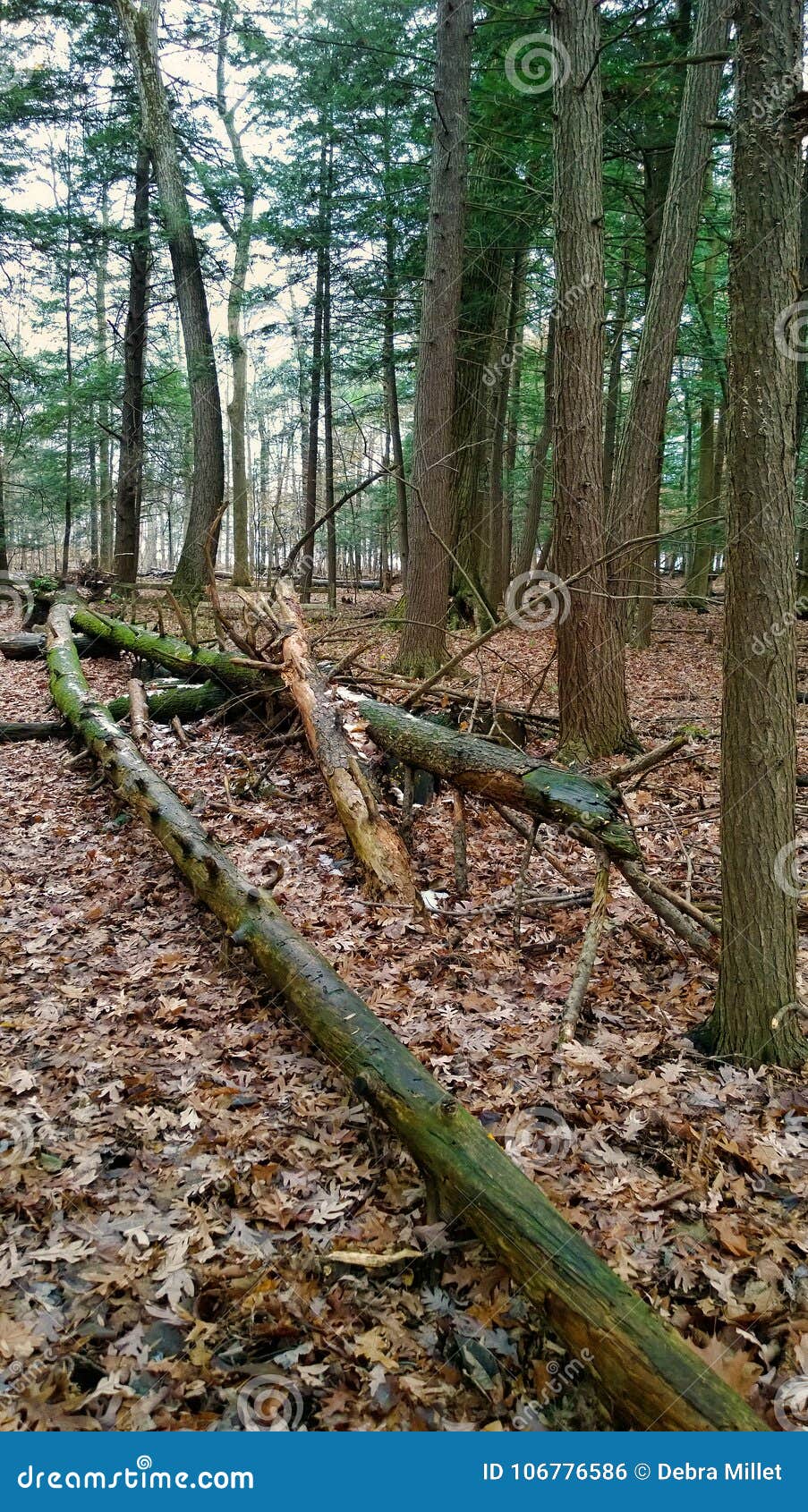 Fallen trees in the woods stock photo. Image of green - 106776586