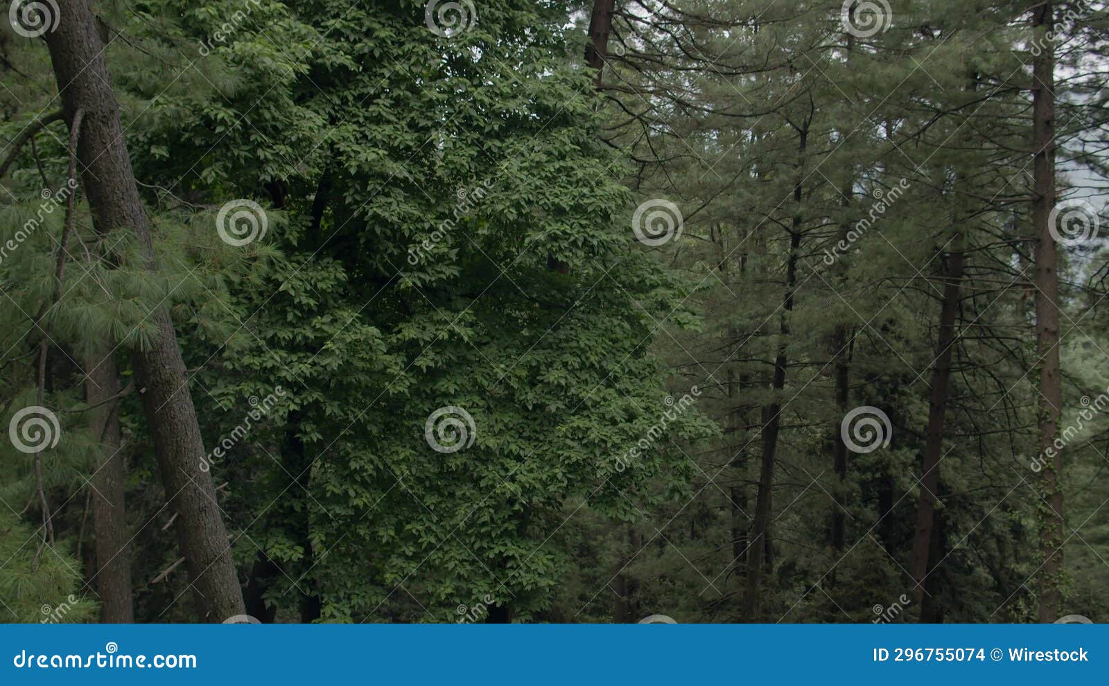 Fallen Trunk on Forest Ground with Long Trees Stock Footage - Video of ...