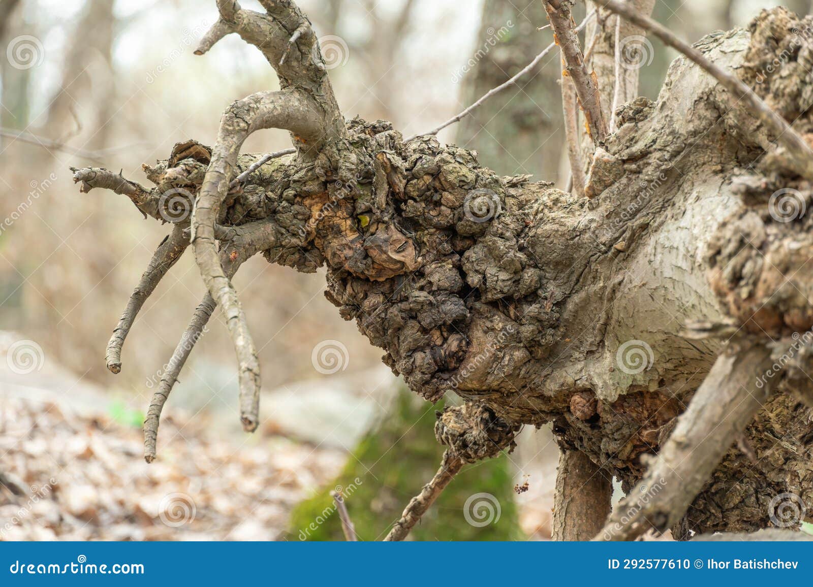 Fallen Trunk Old Tree. Big Snags in the Forest Stock Photo - Image of ...