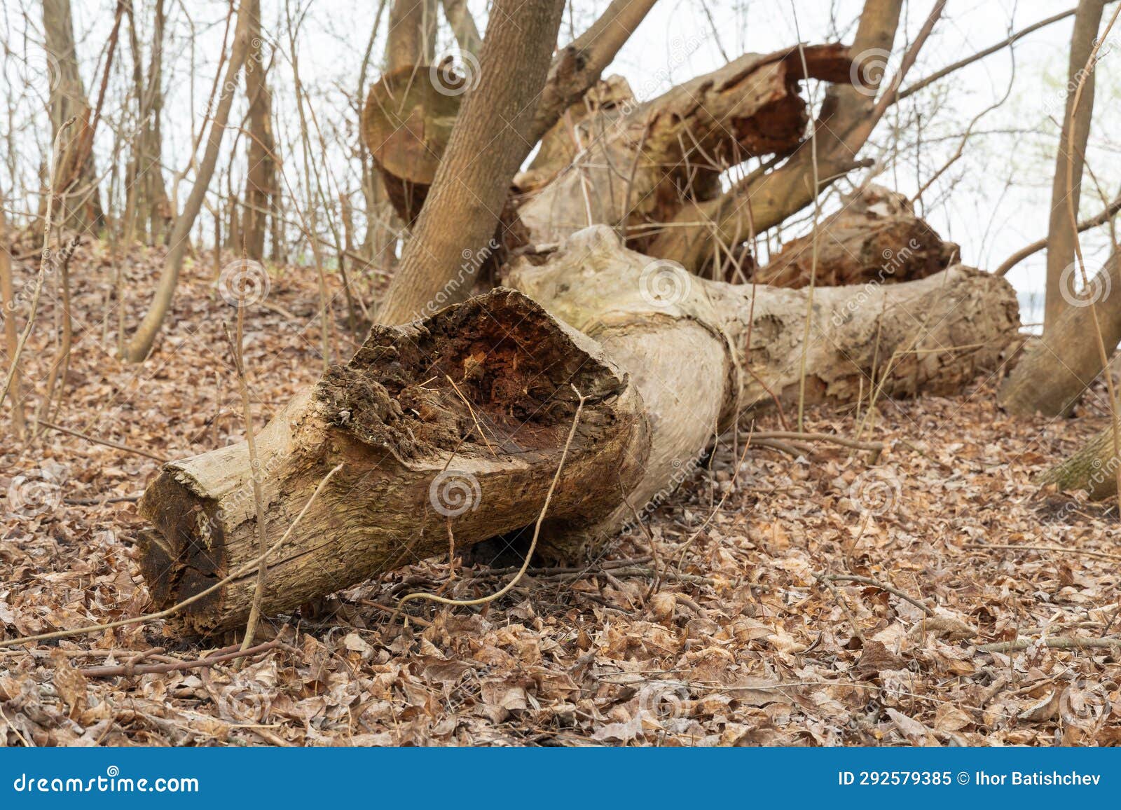 Fallen Trunk Old Tree. Big Snags in the Forest Stock Image - Image of ...