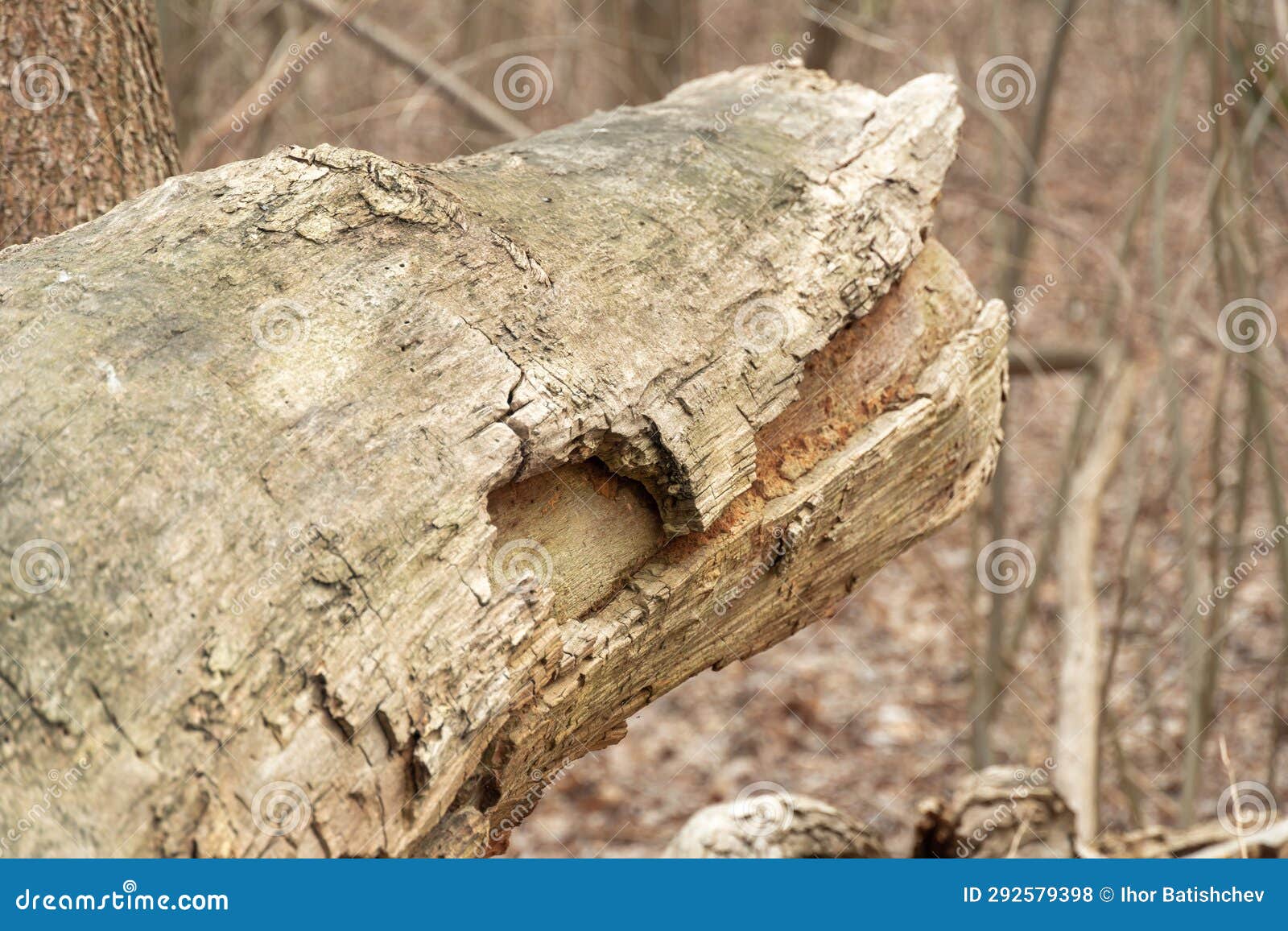Fallen Trunk Old Tree. Big Snags in the Forest Stock Photo - Image of ...