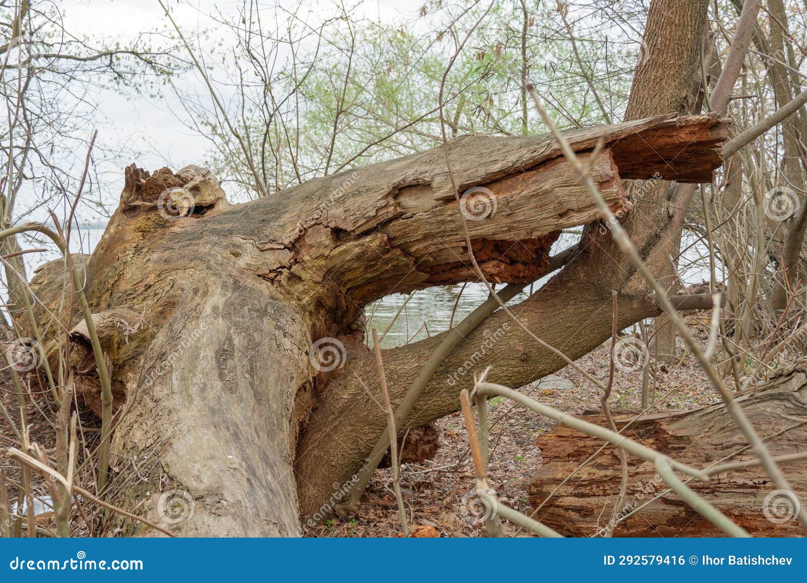 Fallen Trunk Old Tree. Big Snags in the Forest Stock Photo - Image of ...