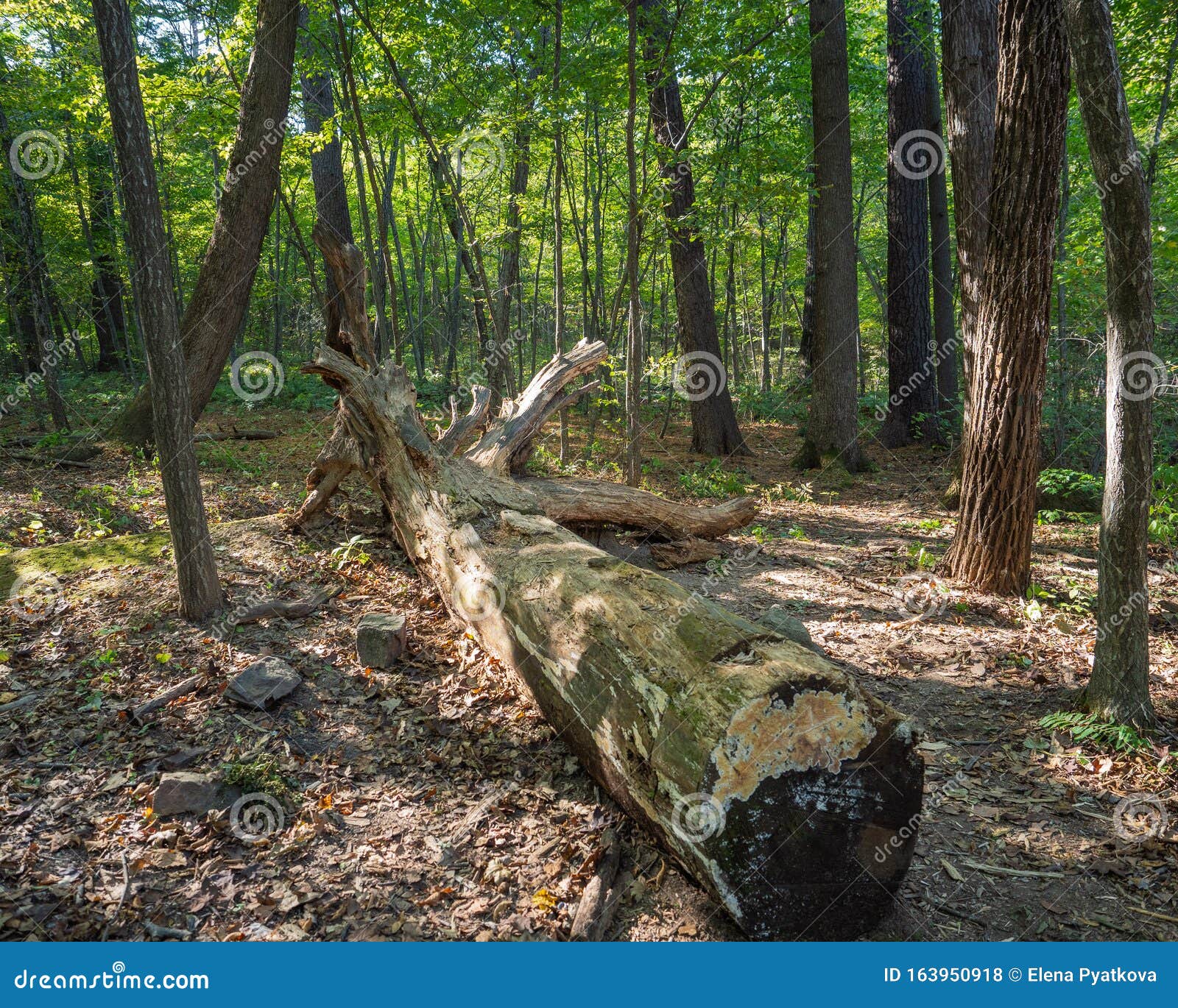 A Fallen Trunk of an Old Tree in a Dense Seaside Forest on a Autumn Day ...