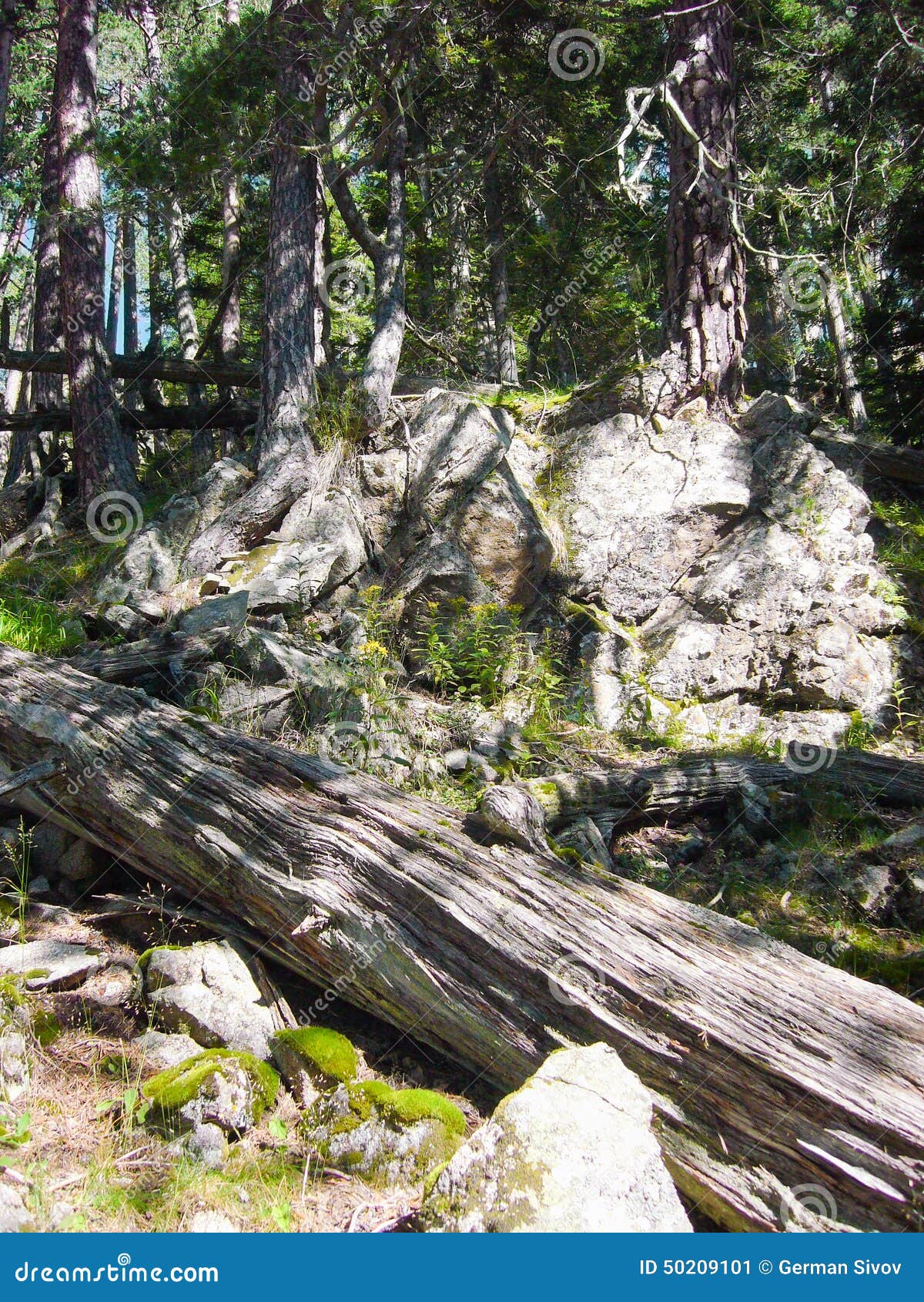 Fallen Trunk of an Old Tree Stock Image - Image of stone, foliage: 50209101