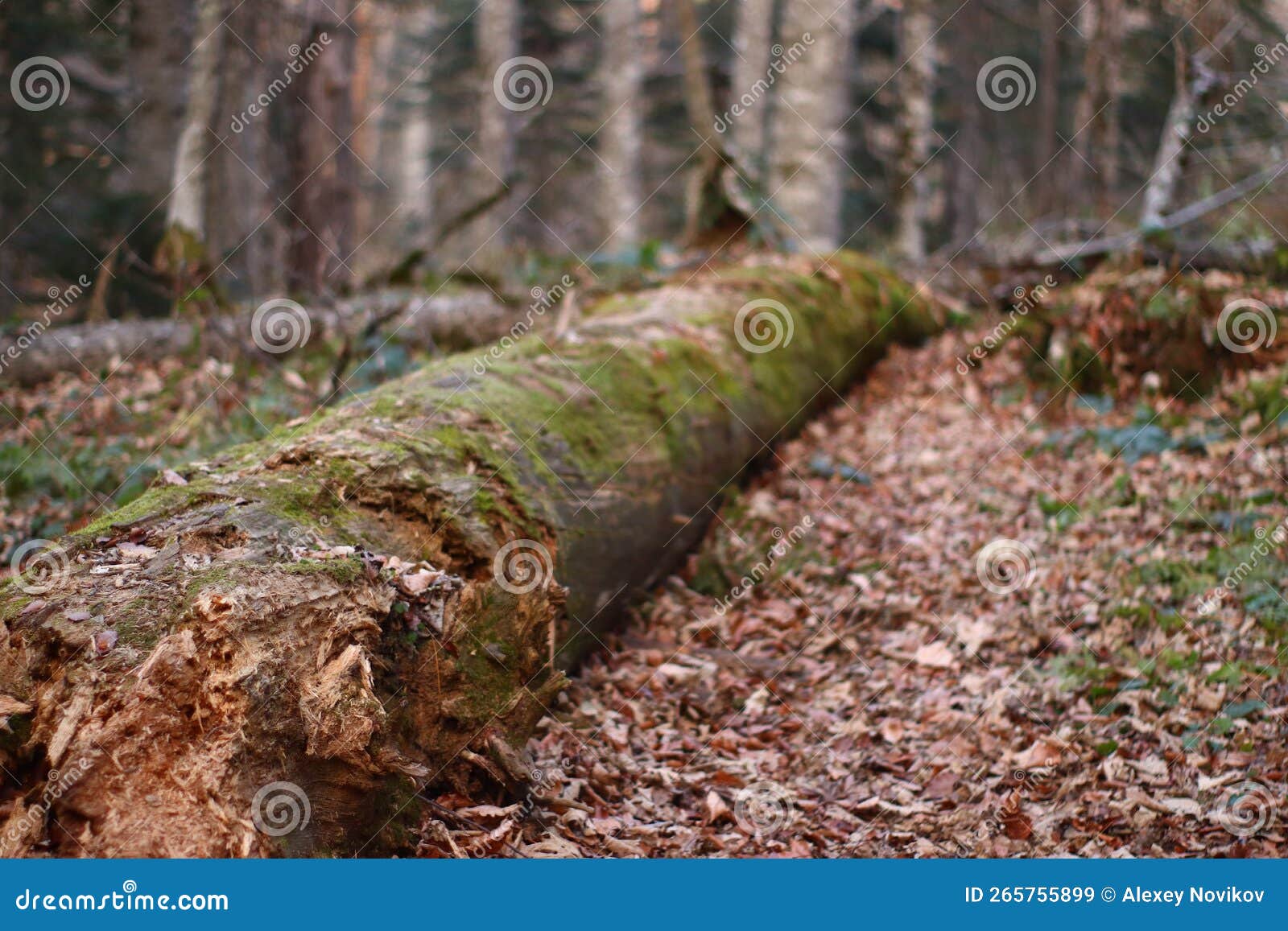 Fallen trunk stock image. Image of woodland, wood, green - 265755899