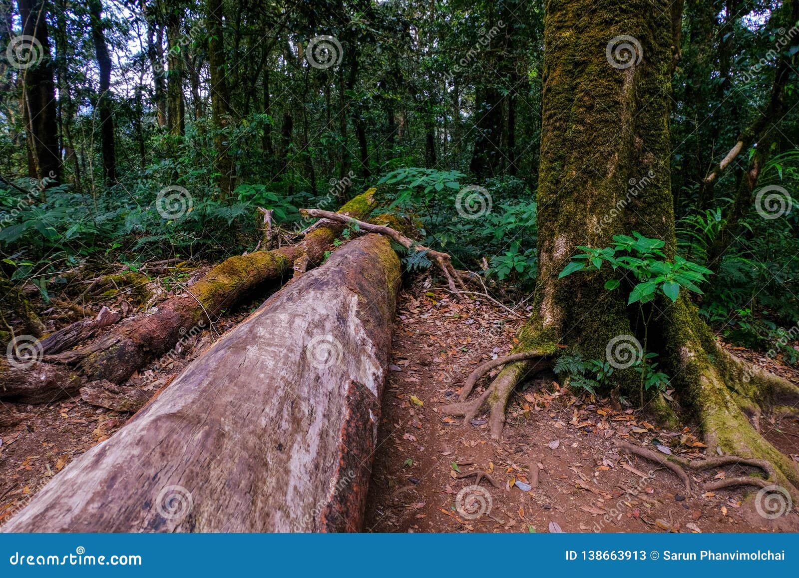 Fallen Trunk Tree on the Ground in Tropical Rainforest at Chiang Mai ...