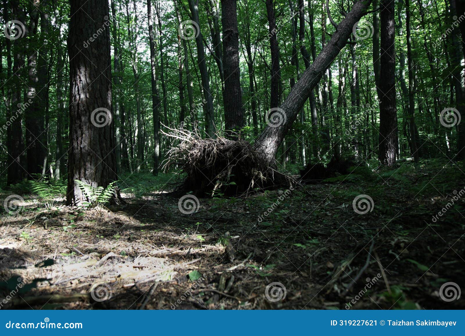 Fallen Trunk of a Tree with Roots in Summer Forest Stock Image - Image ...