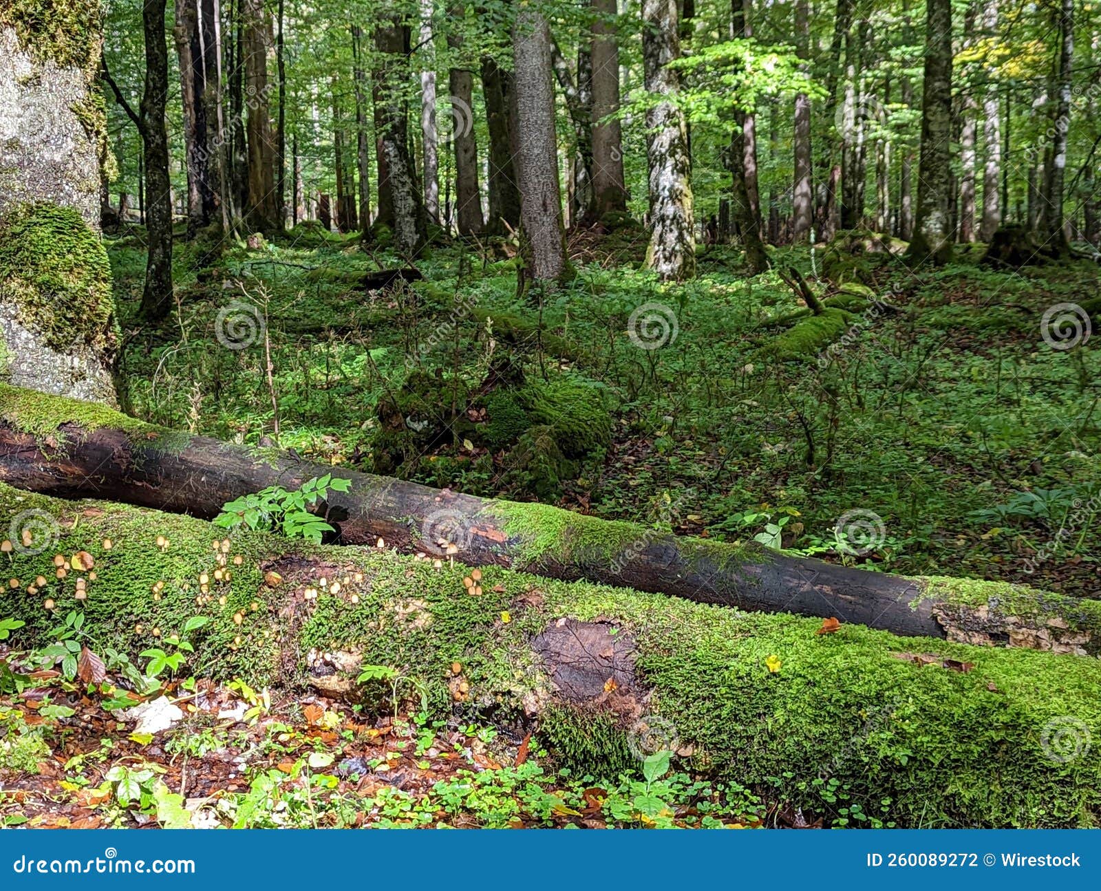 Fallen Trunks Covered with Moss and Trees in the Background in a Forest ...