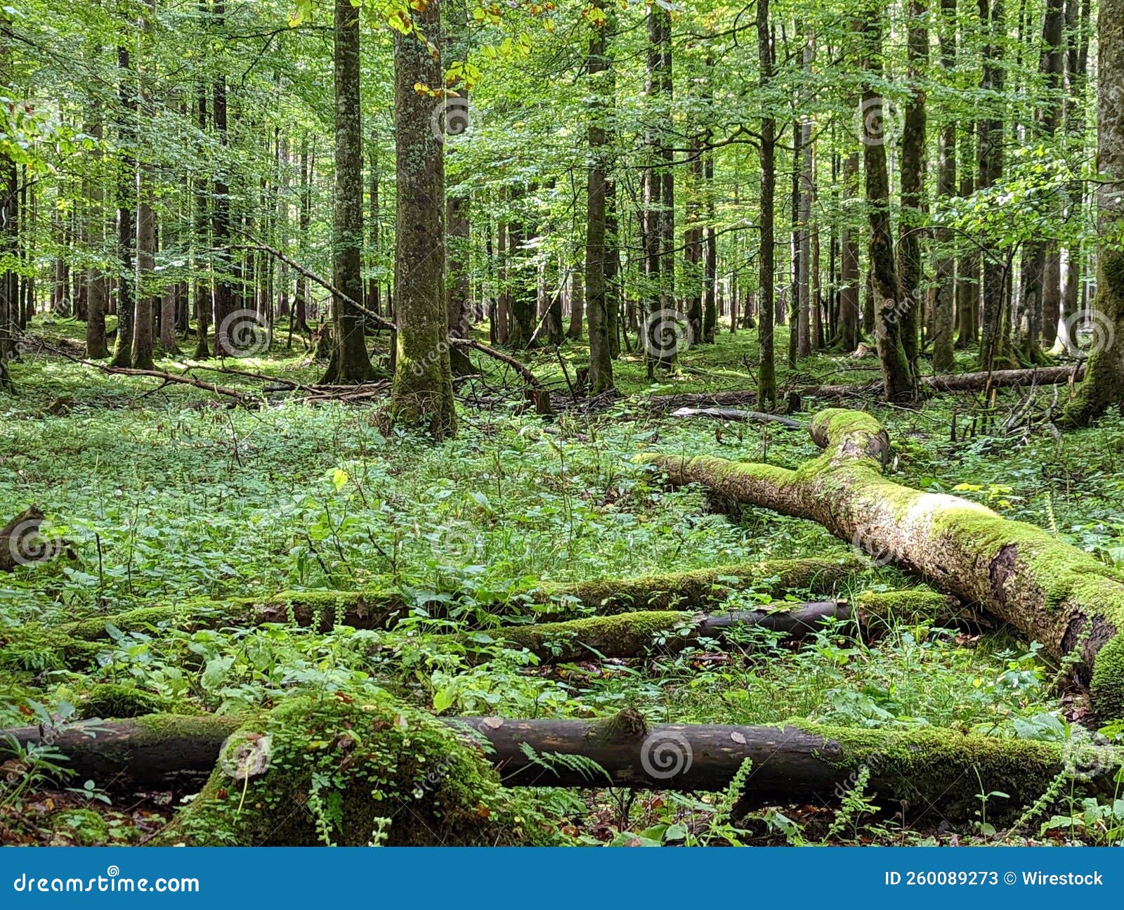 Fallen Trunks Covered with Moss and Trees in the Background in a Forest ...