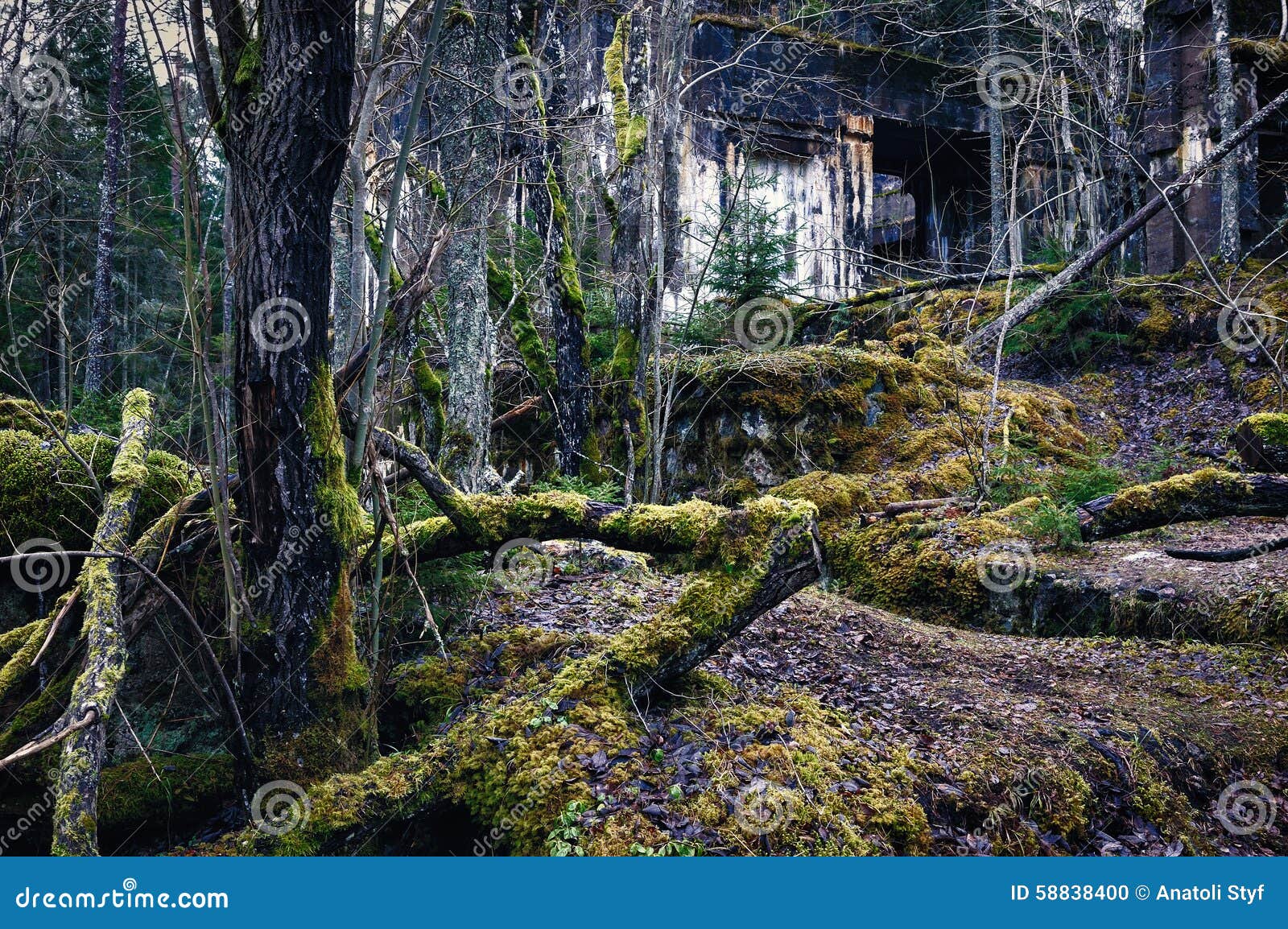 Fallen trunks stock photo. Image of decay, grunge, nature - 58838400