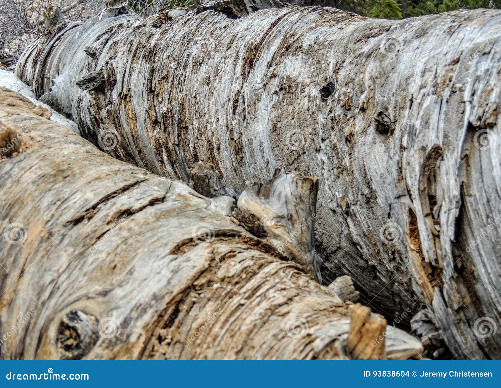 Fallen Twisted and Broken Trees Stock Photo - Image of lumber, canyon ...