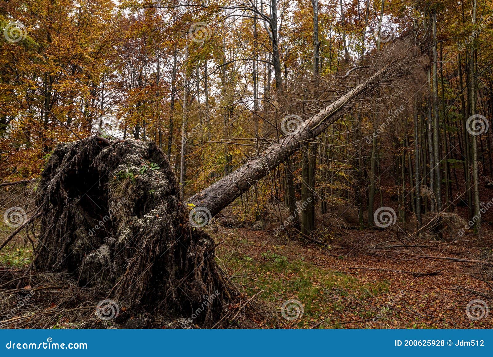 Fallen, Uprooted Tree in a Forest in Autumn Stock Photo - Image of ...