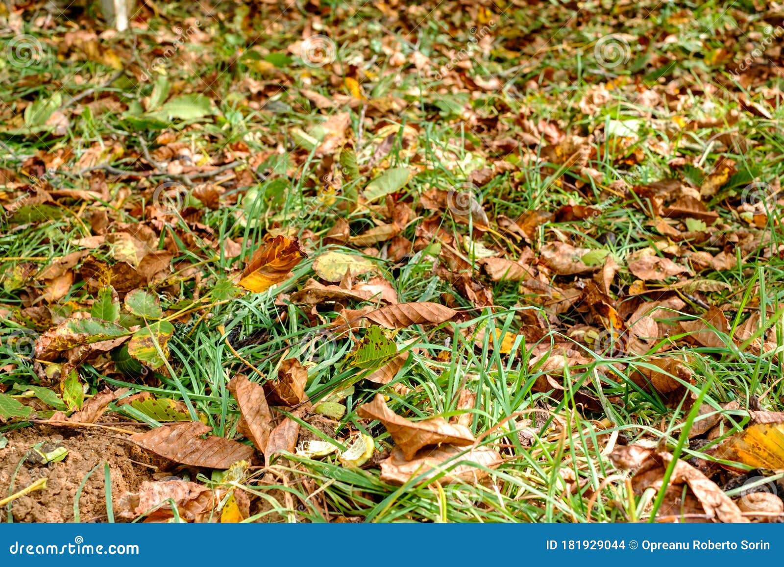 Fallen Walnuts in the Grass Stock Photo - Image of garden, fruit: 181929044