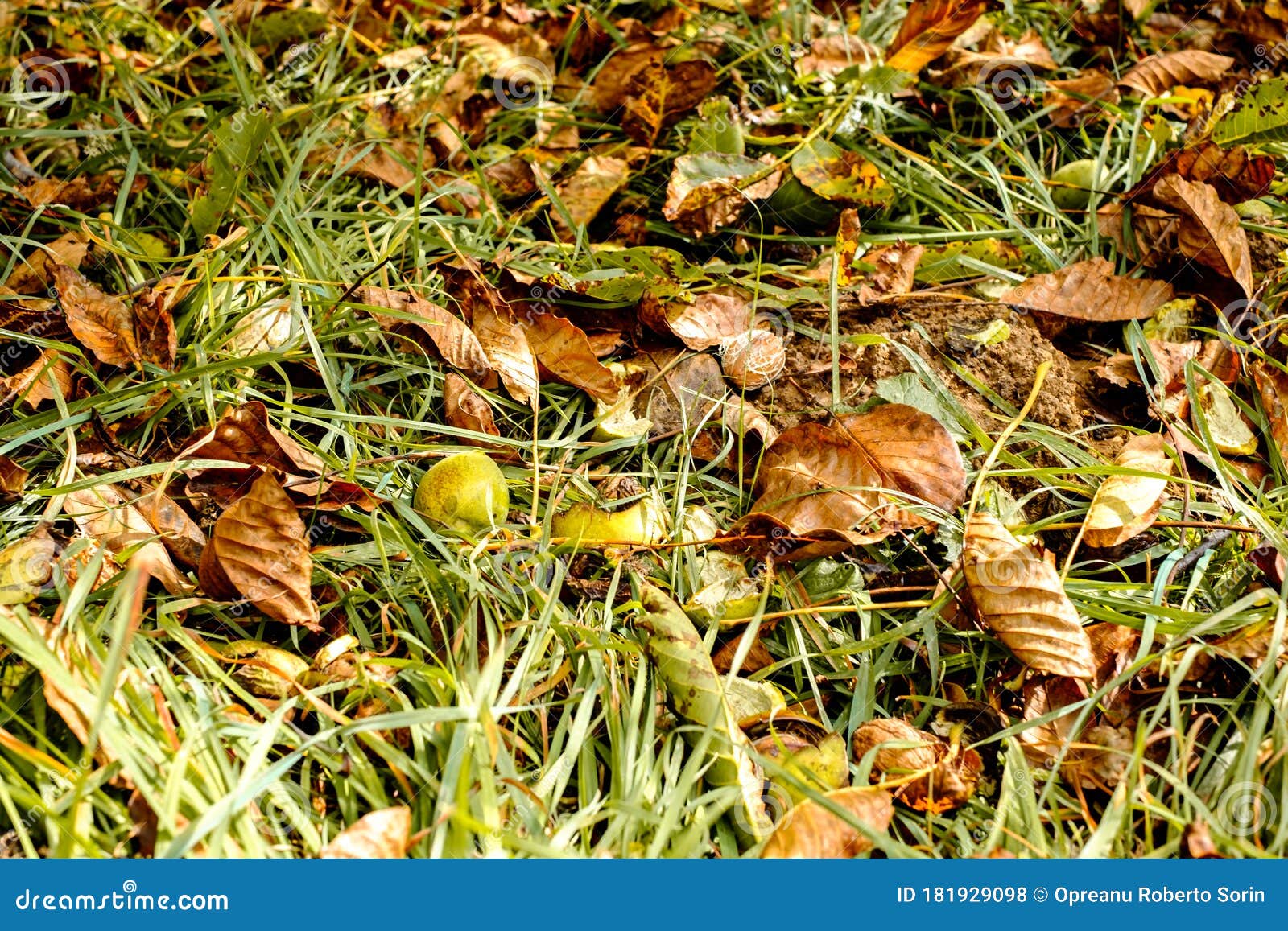 Fallen Walnuts in the Grass Stock Photo - Image of nature, leisure ...