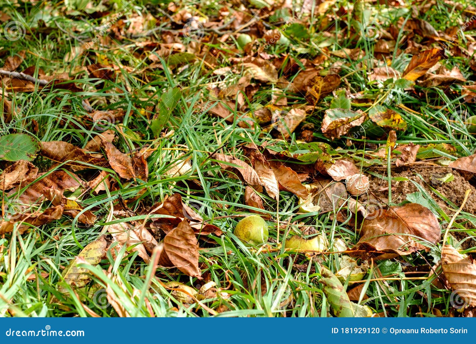 Fallen Walnuts in the Grass Stock Photo - Image of season, lush: 181929120