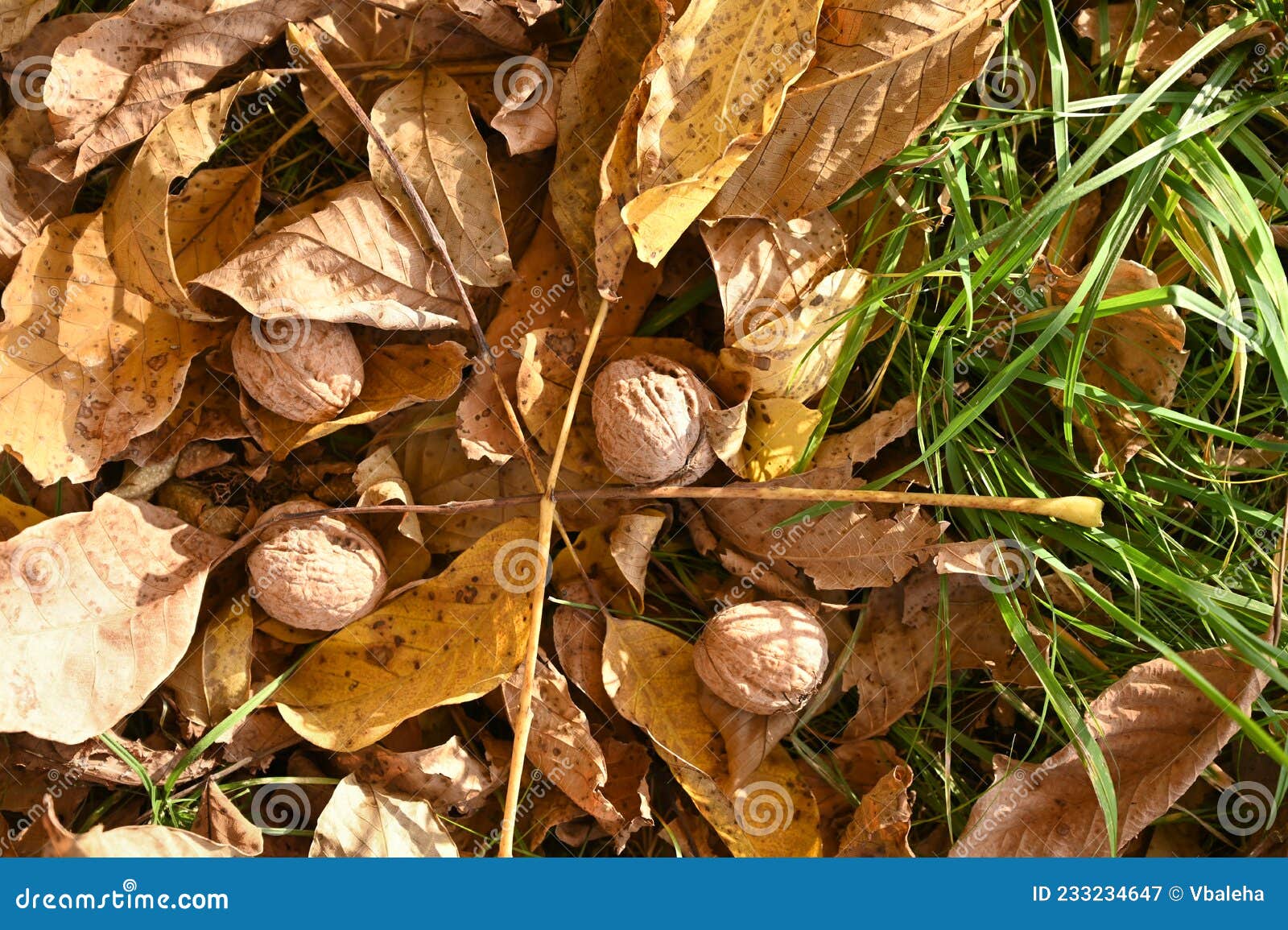Fallen Walnuts on the Ground I Stock Image - Image of background ...