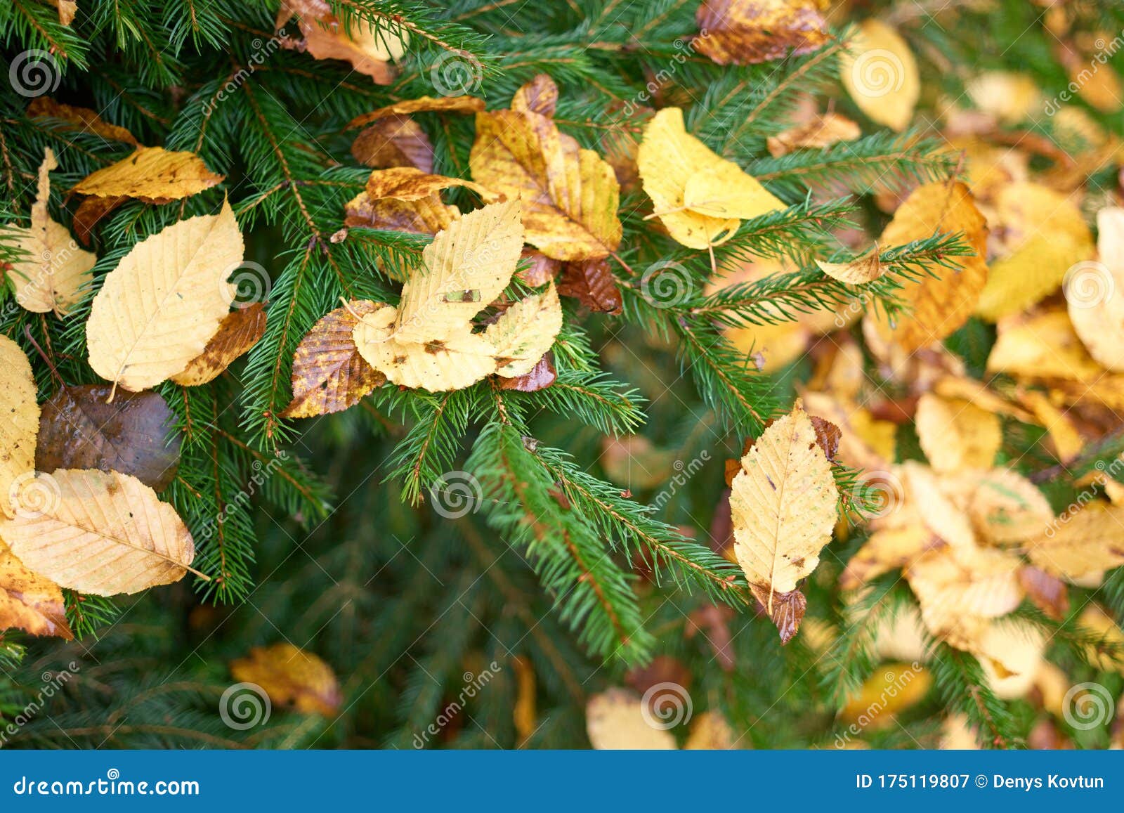 Fallen Wet Autumnal Leaves upon Pine Tree Branches. Stock Image - Image ...