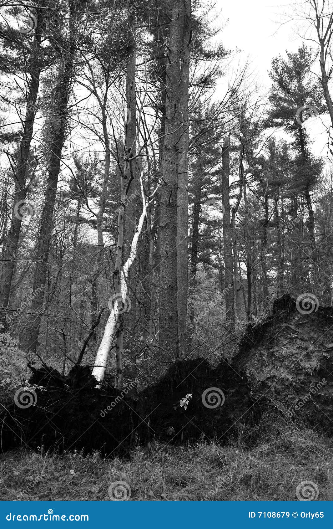 Fallen White Tree in Black and White Stock Image - Image of roots, tree ...