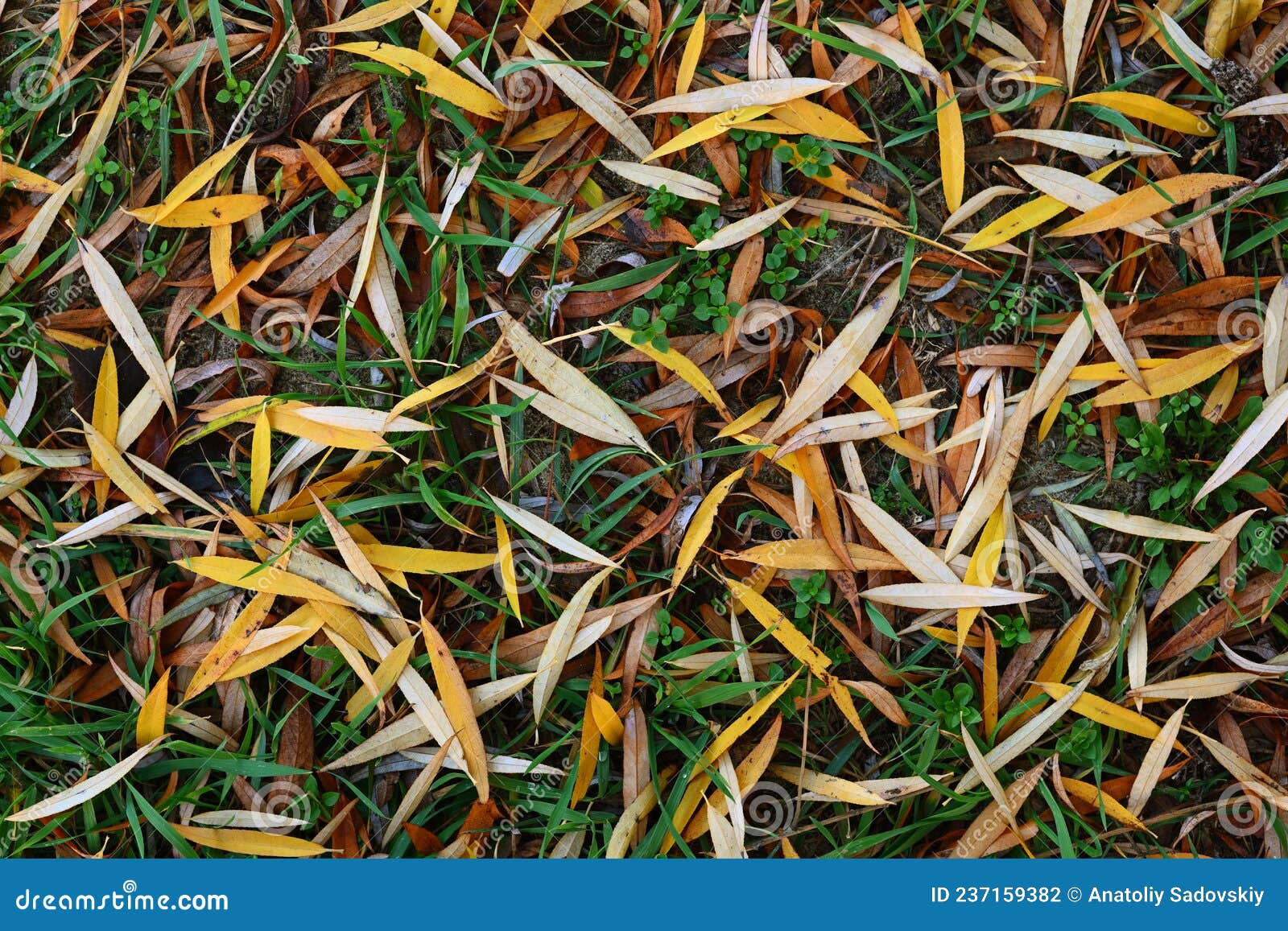Fallen Autumn Willow Leaves Stock Photo - Image of autumn, willow ...