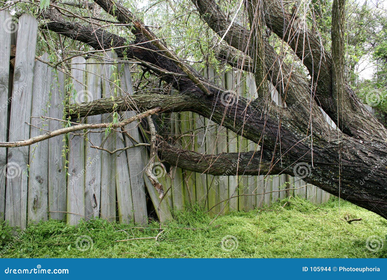 Fallen Willow Tree stock photo. Image of disaster, storm - 105944