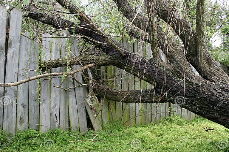 Fallen Willow Tree stock photo. Image of disaster, storm - 105944