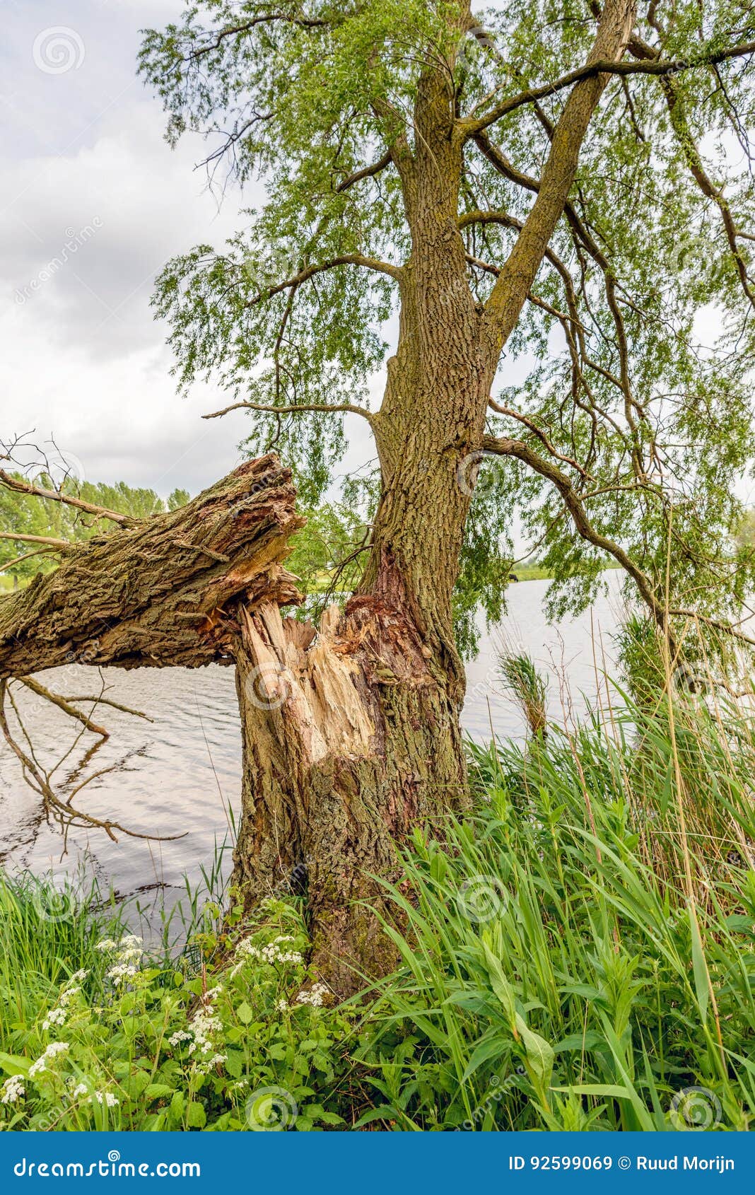 Fallen Willow Tree on the Bank of a River Stock Image - Image of ...