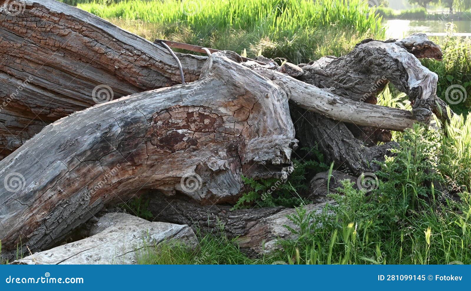 Fallen Willow Tree Left To Rot and Decay Stock Video - Video of charred ...